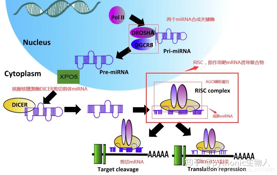 Omics精进07|转录组之mRNA|miRNA|lncRNA|circRNA测序简介 - 知乎