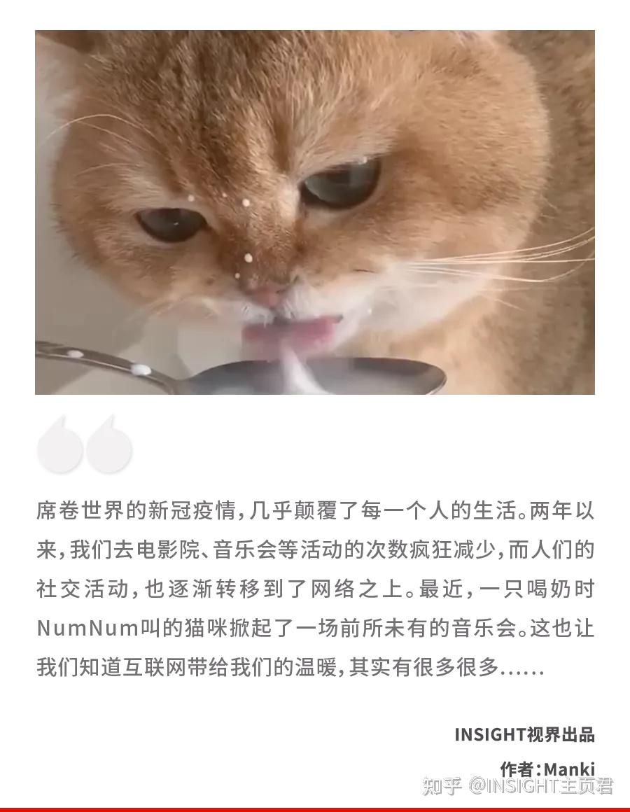 惊艳4000万人!小奶猫喝奶竟 引爆”一场全球音乐盛宴!这才是互联网的意义 知乎