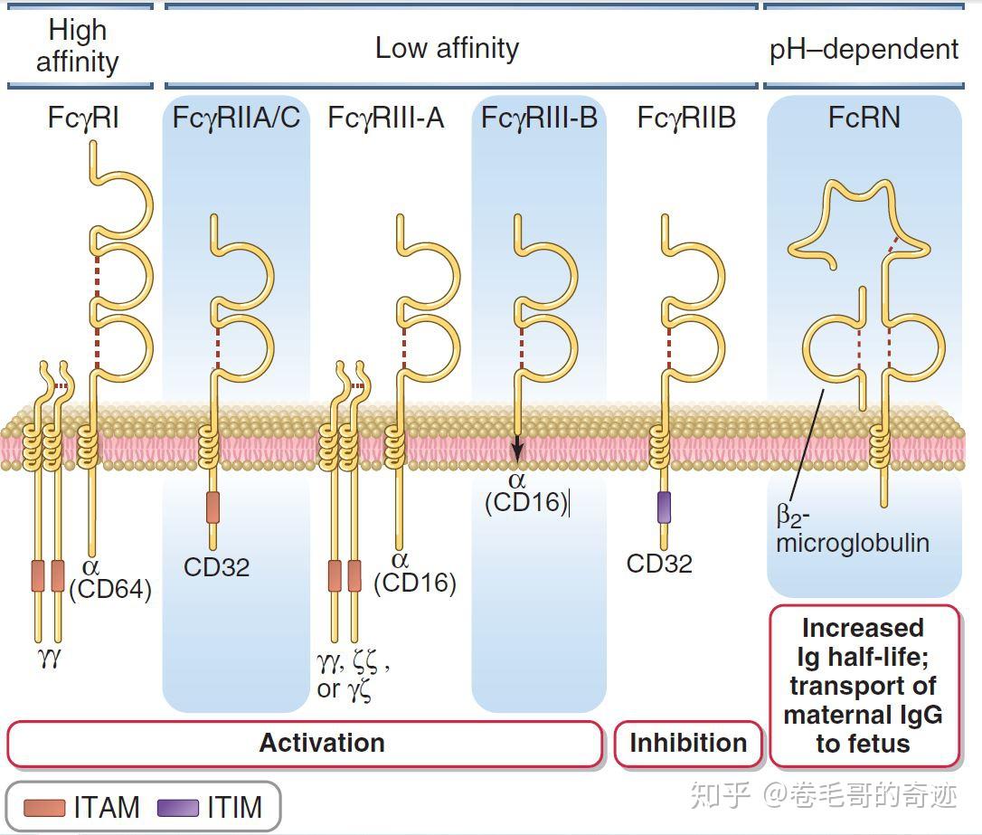 抗体的Fc受体：FcR - 知乎
