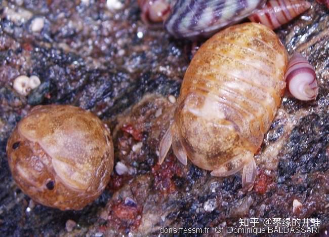 【地球演义】姗姗来迟 - 知乎