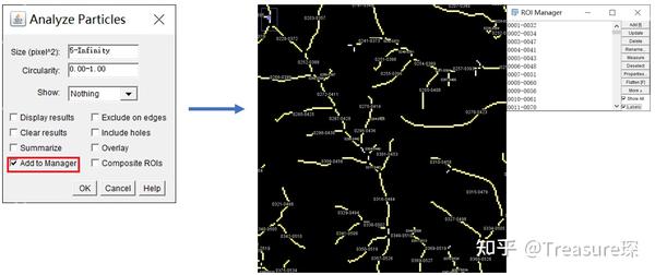 ImageJ实用教程——骨架化分析(定量分析篇) - 知乎