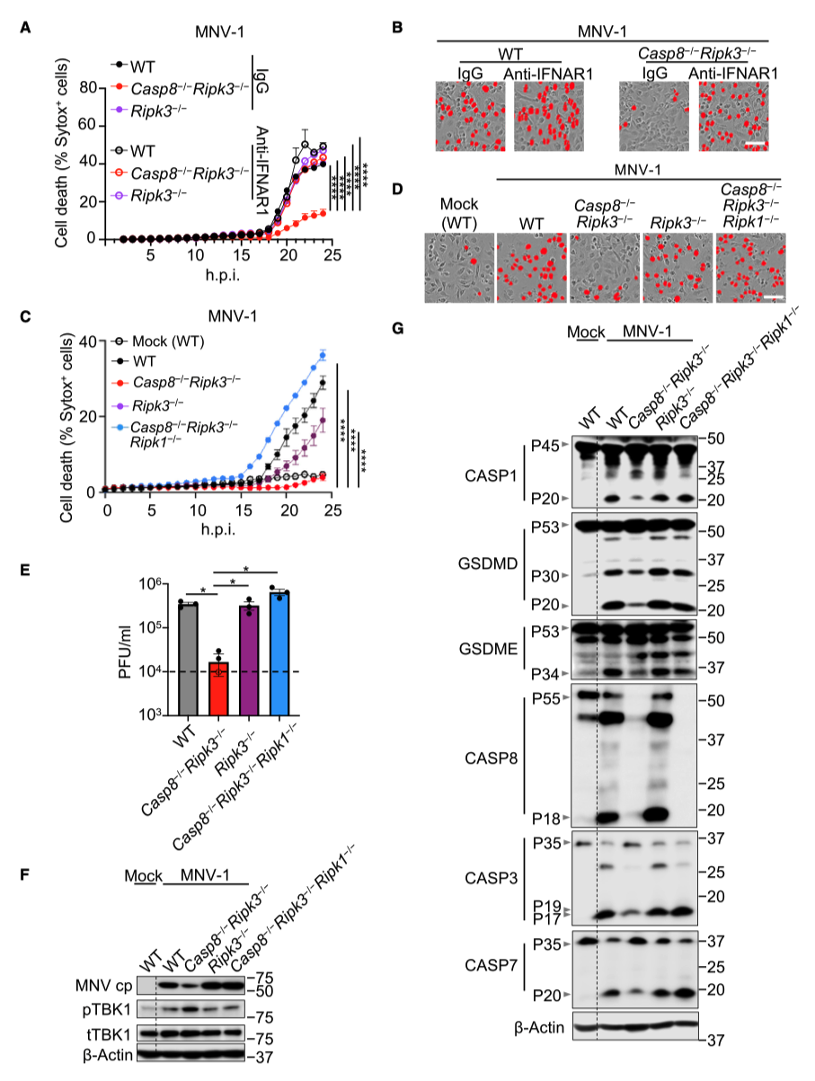 Cell子刊丨RIPK1和caspase-8在I型干扰素产生和调节中的分子机制 - 知乎