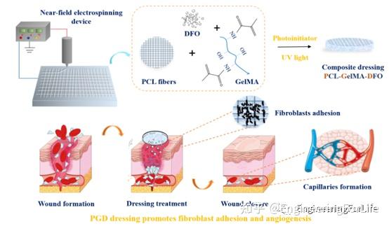 《Nano Research》：PCL纤维/GelMA水凝胶复合敷料用于糖尿病伤口愈合 - 知乎