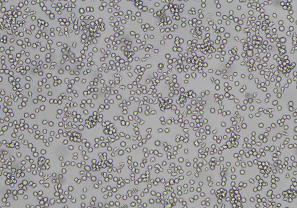 巨噬细胞介绍以及M1/M2极化实验 - 知乎