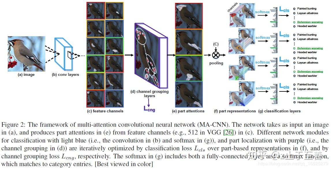 ICCV2017｜Multi-Attention CNN for FGVC：MA-CNN - 知乎