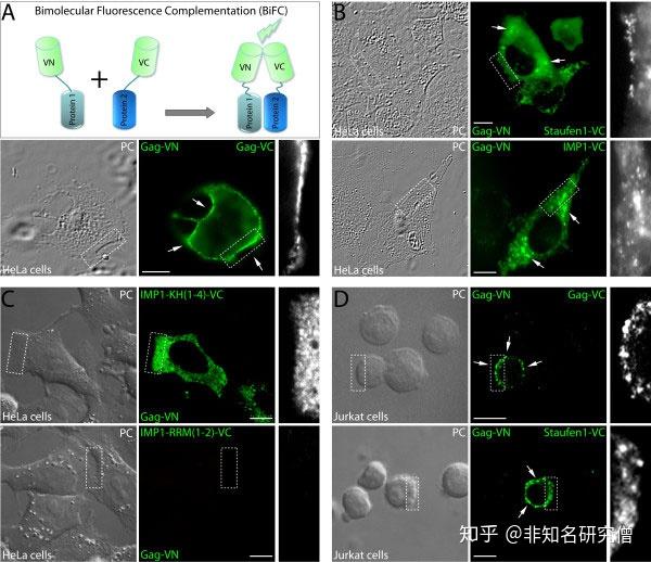 [技能分享]双分子荧光互补技术BiFC - 知乎