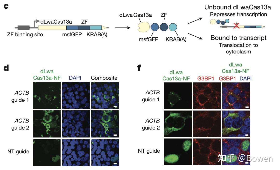 CRISPR-Cas13系统的分类、功能及应用 - 知乎