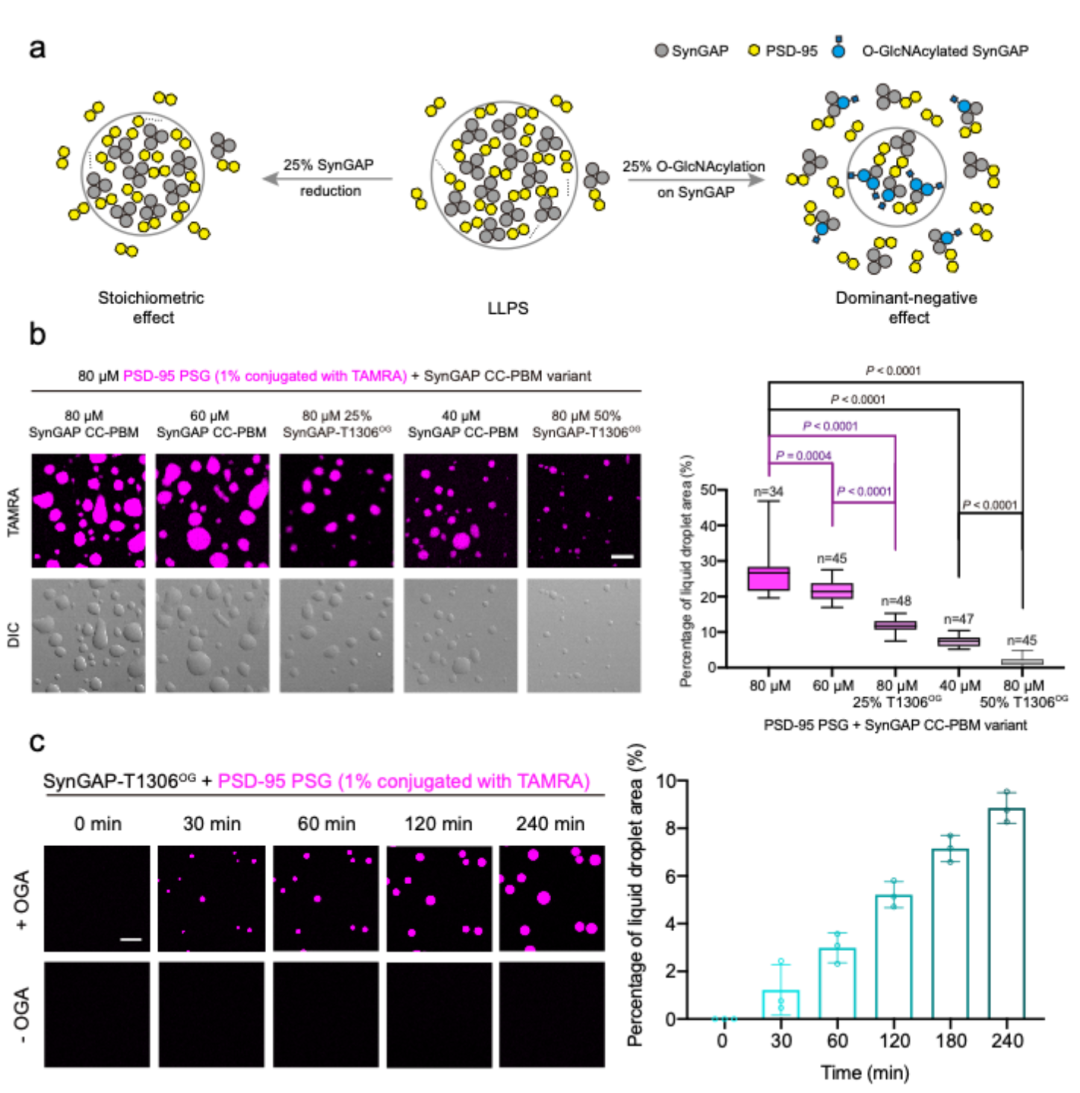 北京大学发现O-GlcNAc修饰调控神经突触相分离新机制 - 知乎