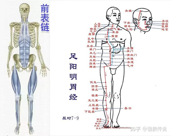 王增涛教授穴位实体结构解剖论文概述 知乎 4240