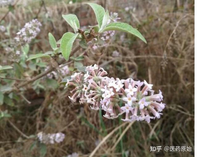 带你识别密蒙花 - 知乎