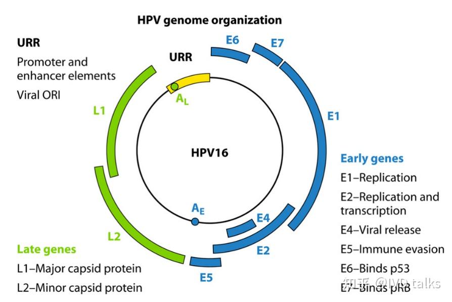 【专家共识解读】人乳头状瘤病毒核酸检测用于宫颈癌筛查中国专家共识（2022） - 知乎