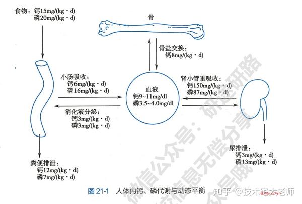 钙调节激素 - 知乎
