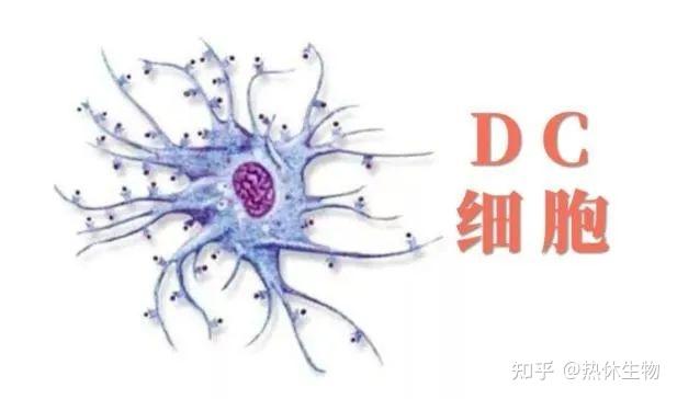 热休课堂第三期 | DC细胞，免疫军团的指挥官 - 知乎