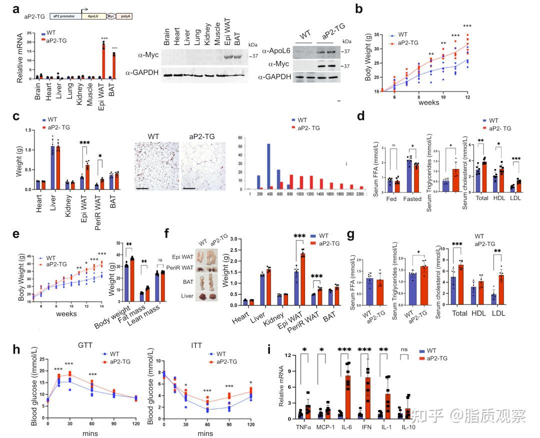Nature Comunications｜脂滴相关蛋白ApoL6 通过与 Perilipin1互作抑制脂肪分解 - 知乎