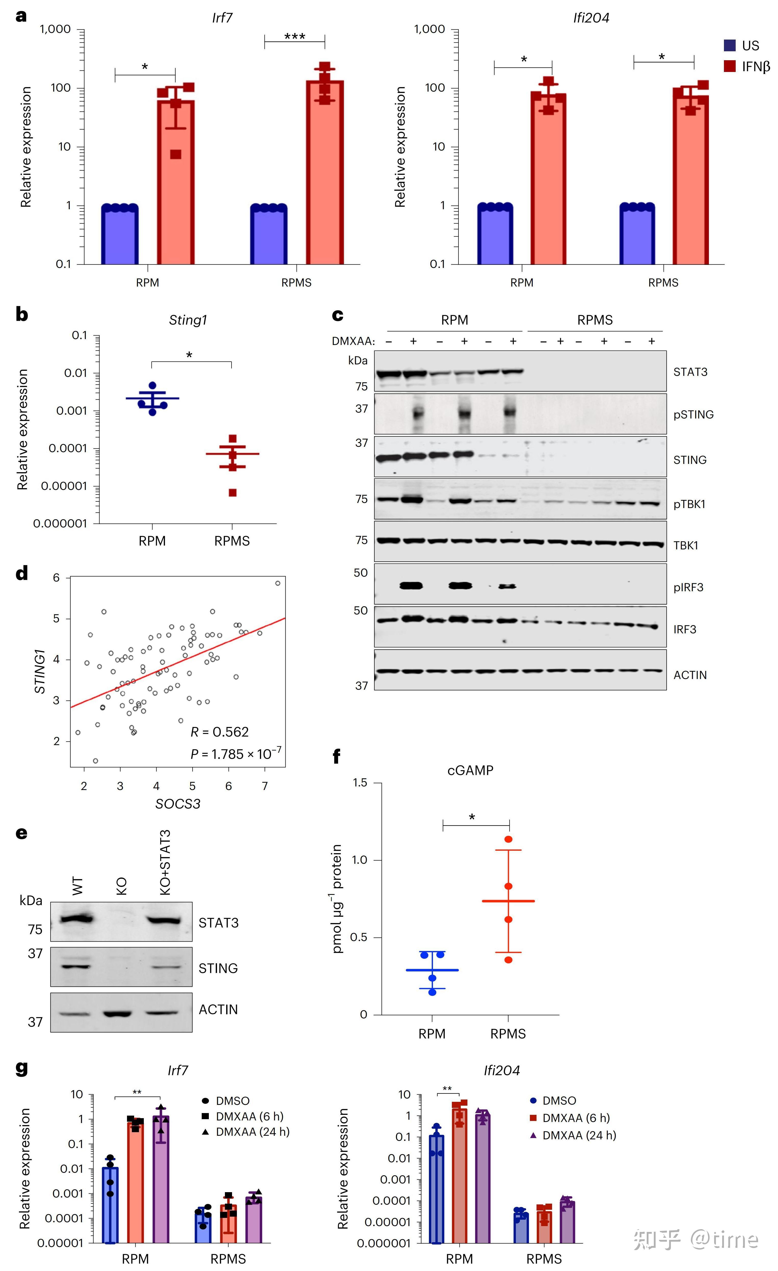 文献分享 | Nature Immunology：STAT3-STING-IFN轴控制小细胞肺癌的转移扩散 - 知乎