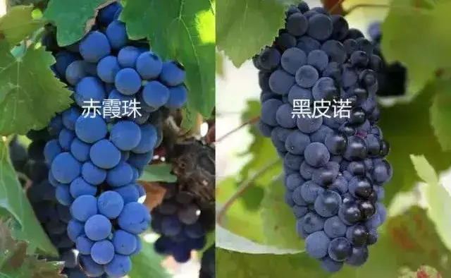 掌握这7个知识点,秒懂波尔多与勃艮第的区别 知乎