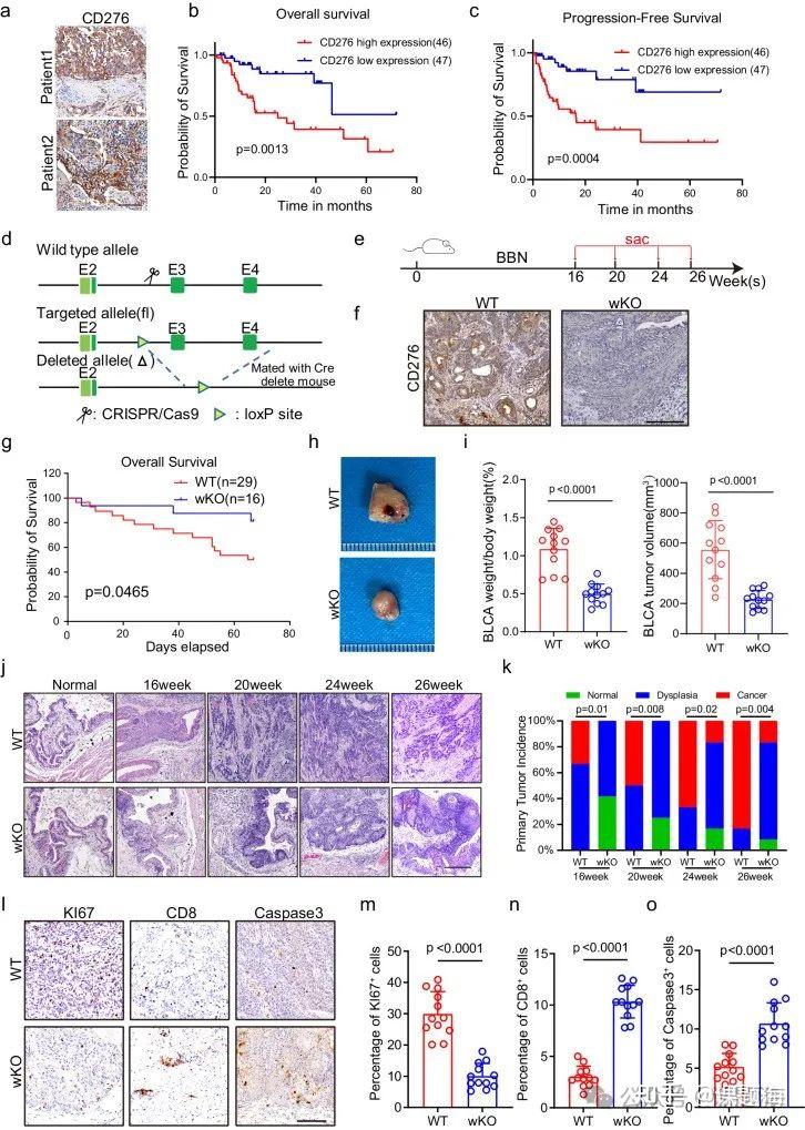 中山大学巨噬细胞携手胞葬作用登顶NC，我缺的就是能上顶刊的创新思路阿！ - 知乎