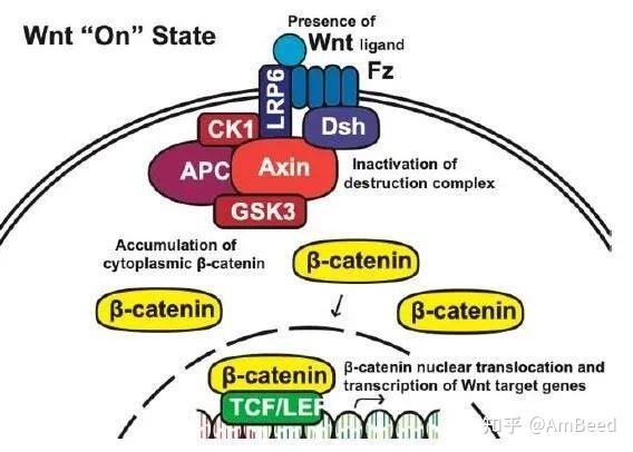 【AmBeed浅析】Wnt信号通路的作用机制及相关抑制剂 - 知乎