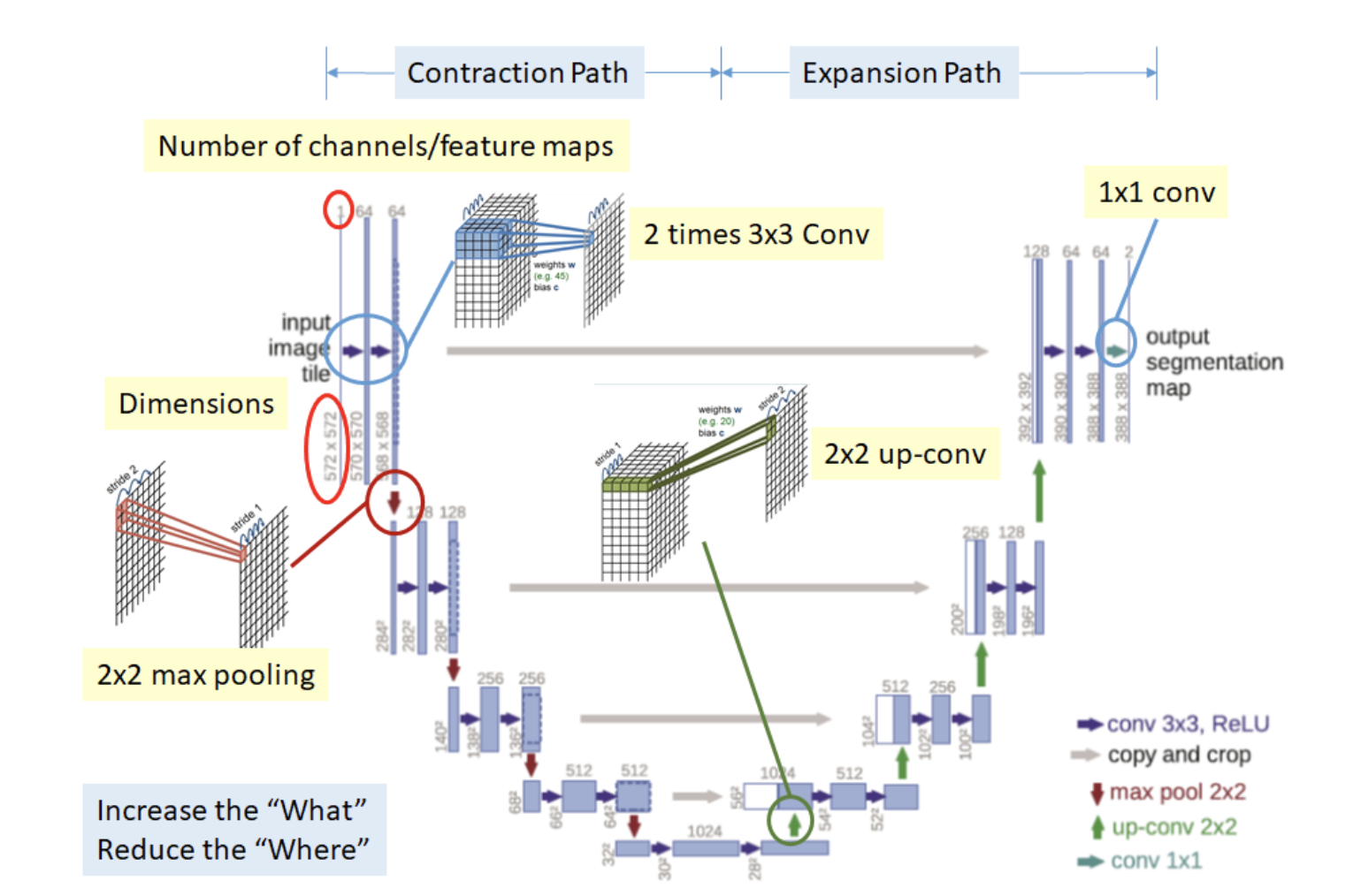 [论文笔记]U-Net: Convolutional Networks for BiomedicalImage Segmentation - 知乎
