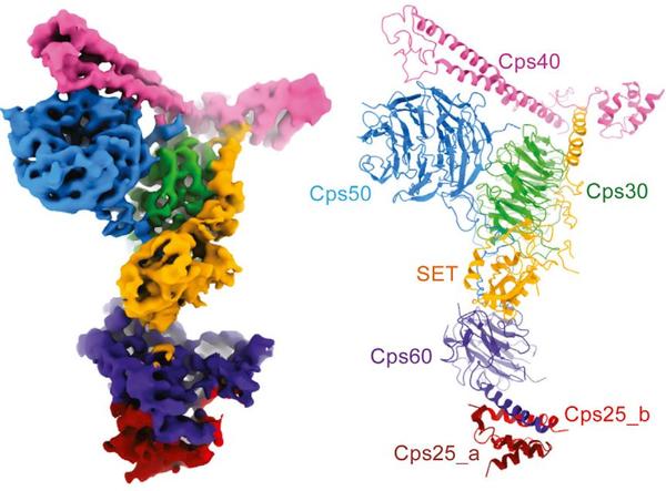 Cell背靠背丨解析H3K4甲基转移酶复合物COMPASS的分子机制——陈勇解读 - 知乎