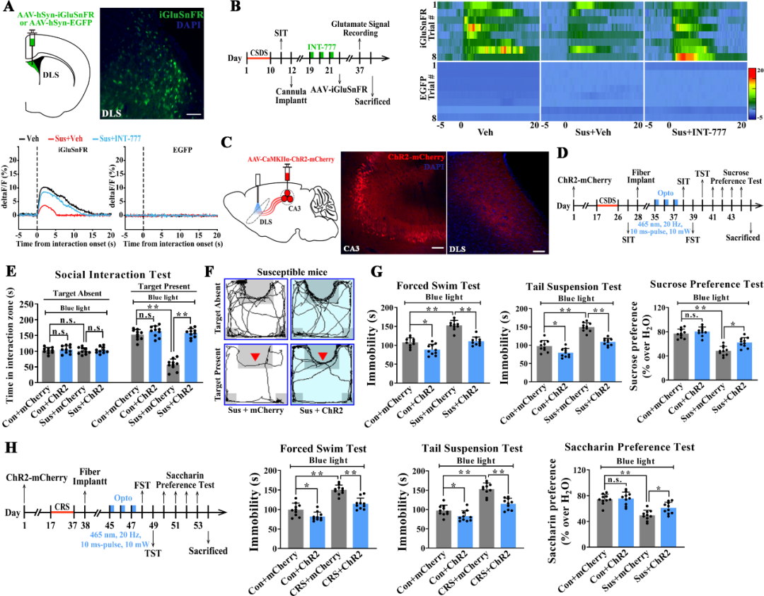 IF = 12.095【客户文章】Biol Psychiatry：拯救不开心，告别抑郁症！ 抗抑郁的潜在新靶标——海马CA3 TGR5蛋白 - 知乎