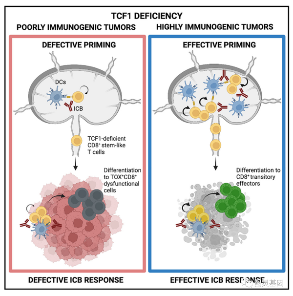 Can Cell | 哈佛医学院揭示肿瘤免疫原性决定免疫治疗对TCF1的依赖性 - 知乎