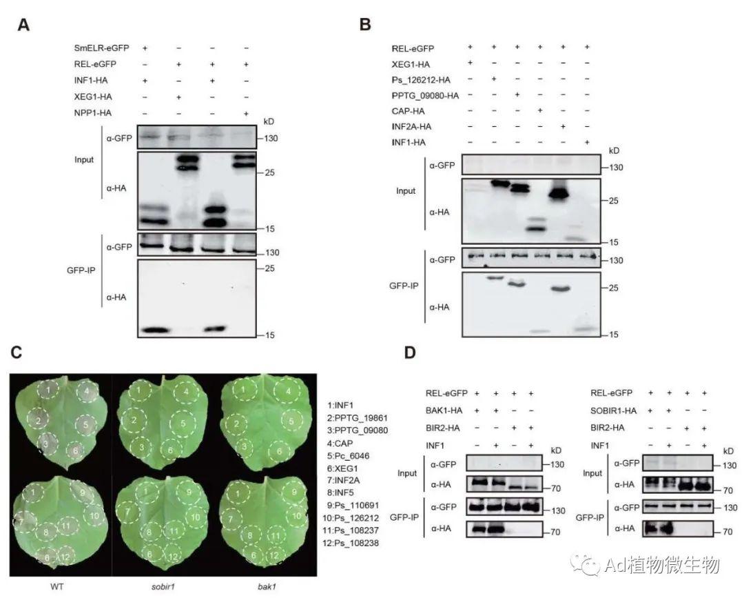 Plant Cell | 南京农业大学王源超团队研究揭示植物识别病原体诱导子的趋同进化机制！ - 知乎
