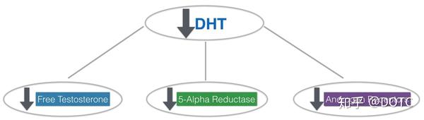 对抗DHT第2部分：抑制5-α还原酶攻击DHT - 知乎