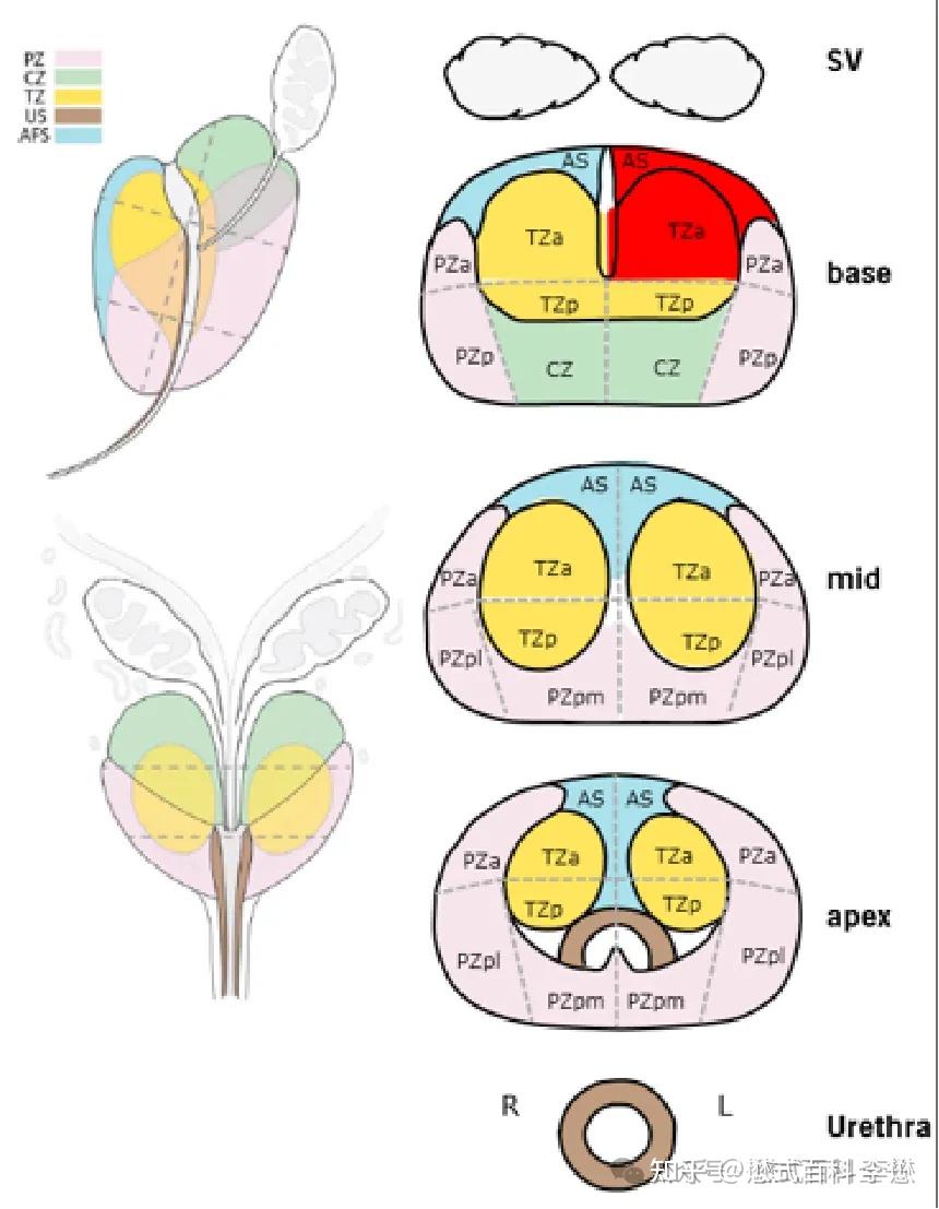 前列腺磁共振中mp-MRI、bp-MRI和abp-MRI - 知乎