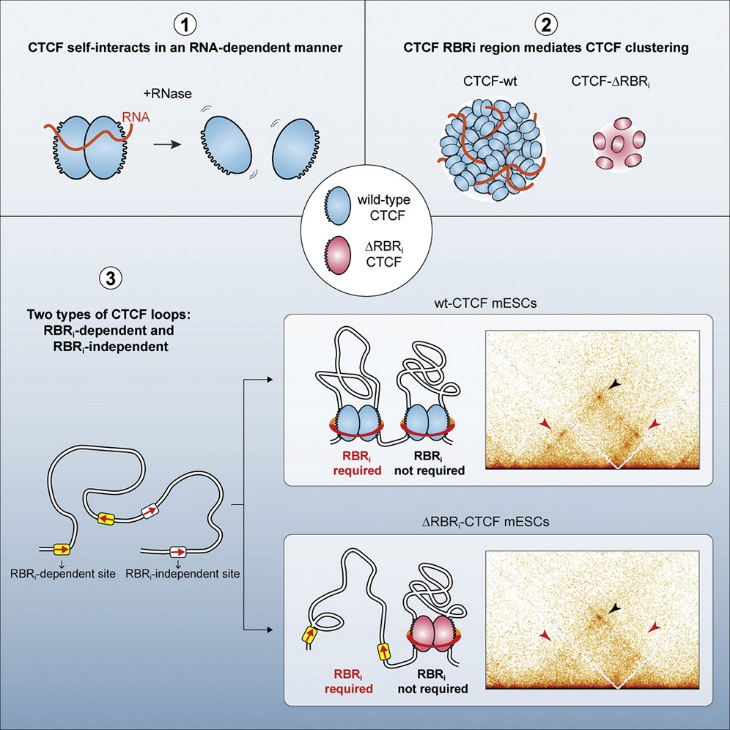 染色体构象技术的分辨率“卷王”？Micro-C XL的超高分辨率三维结构应用独白 - 知乎