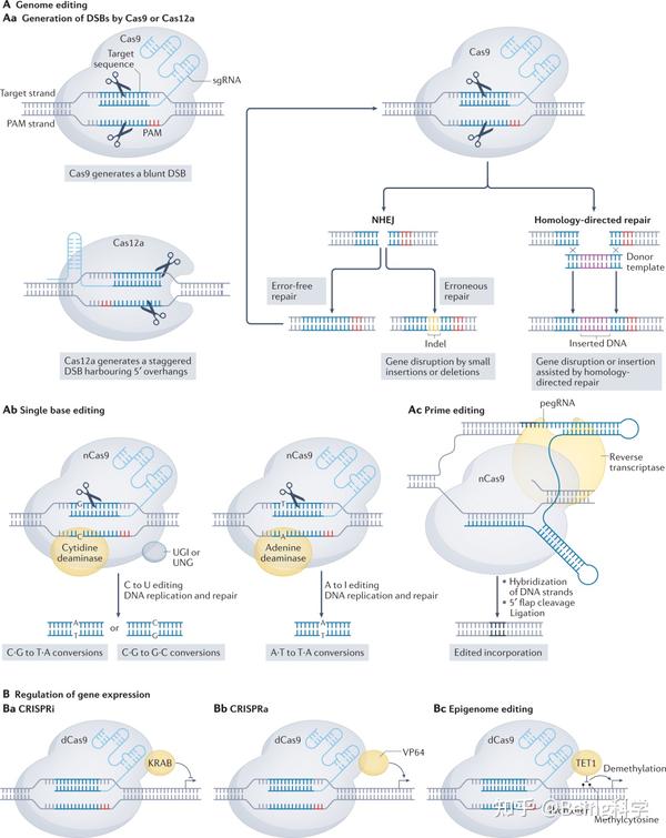 CRISPR筛选：彻底改变DNA修复研究和癌症治疗！ - 知乎