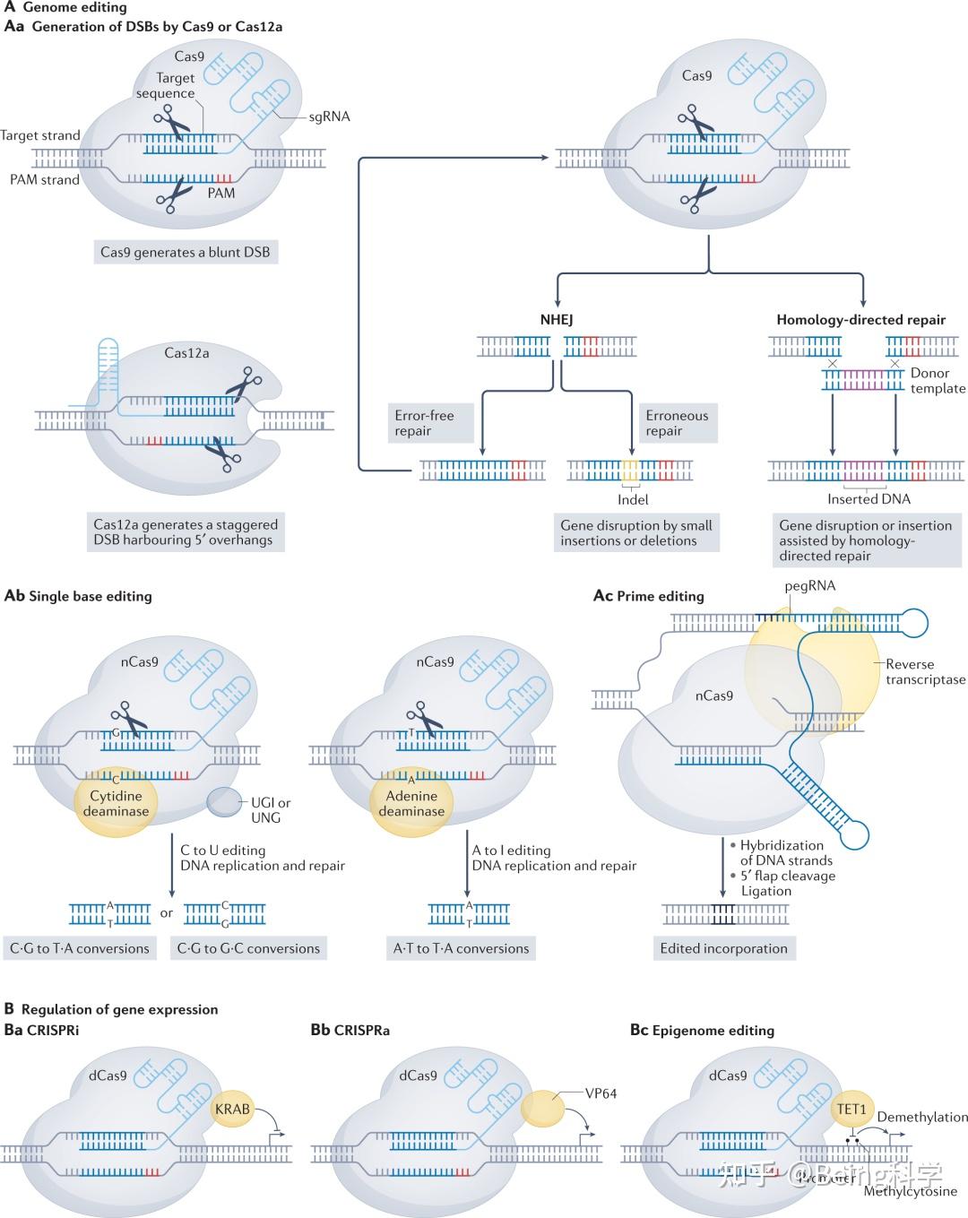 CRISPR筛选：彻底改变DNA修复研究和癌症治疗！ - 知乎