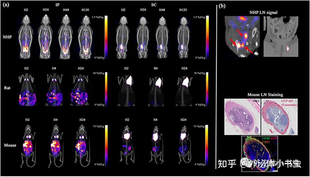 文献分享【Nucl. Med. Biol.】外泌体的不同给药方式在动物体内组织分布 - 知乎