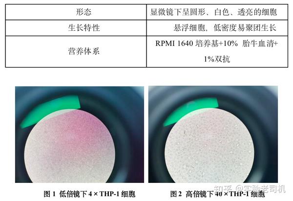 手把手教学——THP-1细胞的培养方法和注意事项 - 知乎