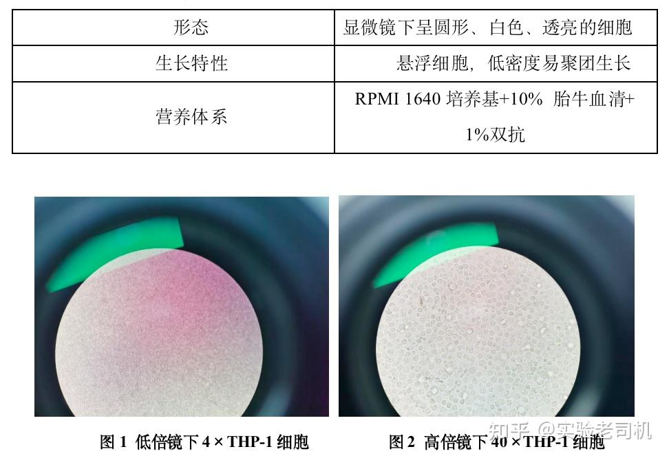 手把手教学——THP-1细胞的培养方法和注意事项 - 知乎