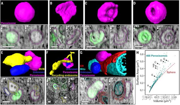 光镜电镜成像领域世界级大佬-Jennifer Lippincott Schwartz - 知乎