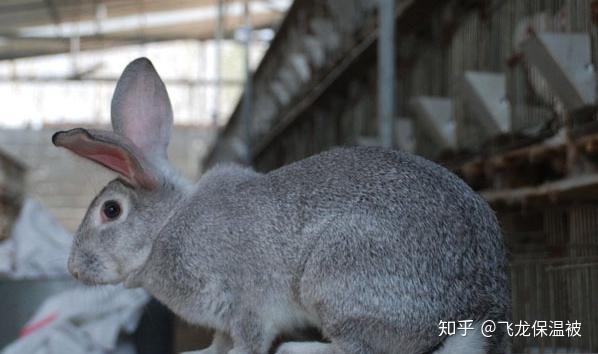 兔子几个月可以繁殖？兔子配种的方法 - 知乎