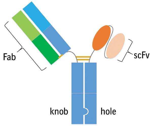 Consensus Design在抗体改造领域的重要地位 - 知乎