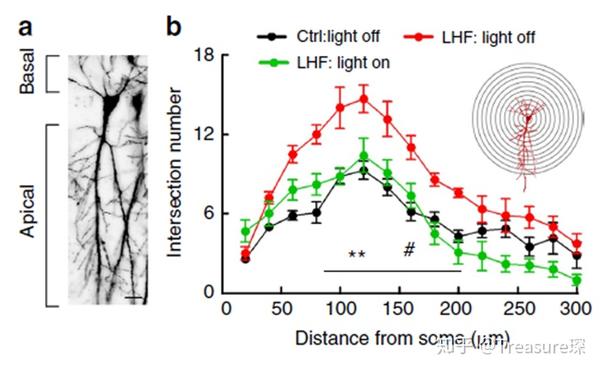ImageJ实用技巧——Sholl Analysis（一）(插件篇) - 知乎