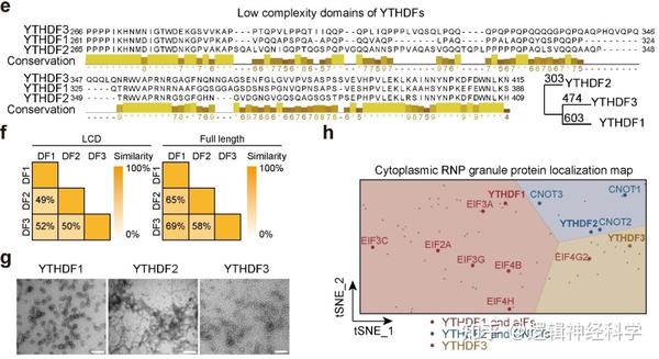 Genome Biol︱芝加哥大学何川团队解析YTHDF家族蛋白功能的“不同”与“同” - 知乎