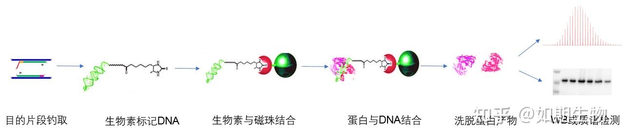 核酸蛋白互作（RNA/DNA pull down）实验 - 知乎