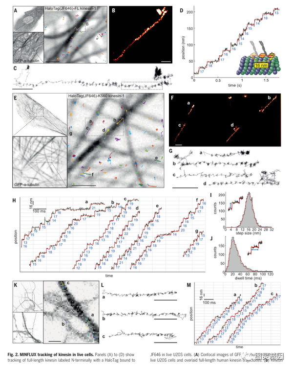 Science | 用世界最高分辨率光学显纳镜MINFLUX直接观察活细胞中的马达蛋白步进 - 知乎