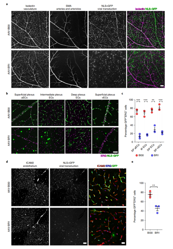 更多种AAV血清型被开发，组织特异性研究再添新选择！ - 知乎