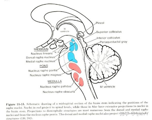 中缝核（Raphe）的奥秘 - 知乎