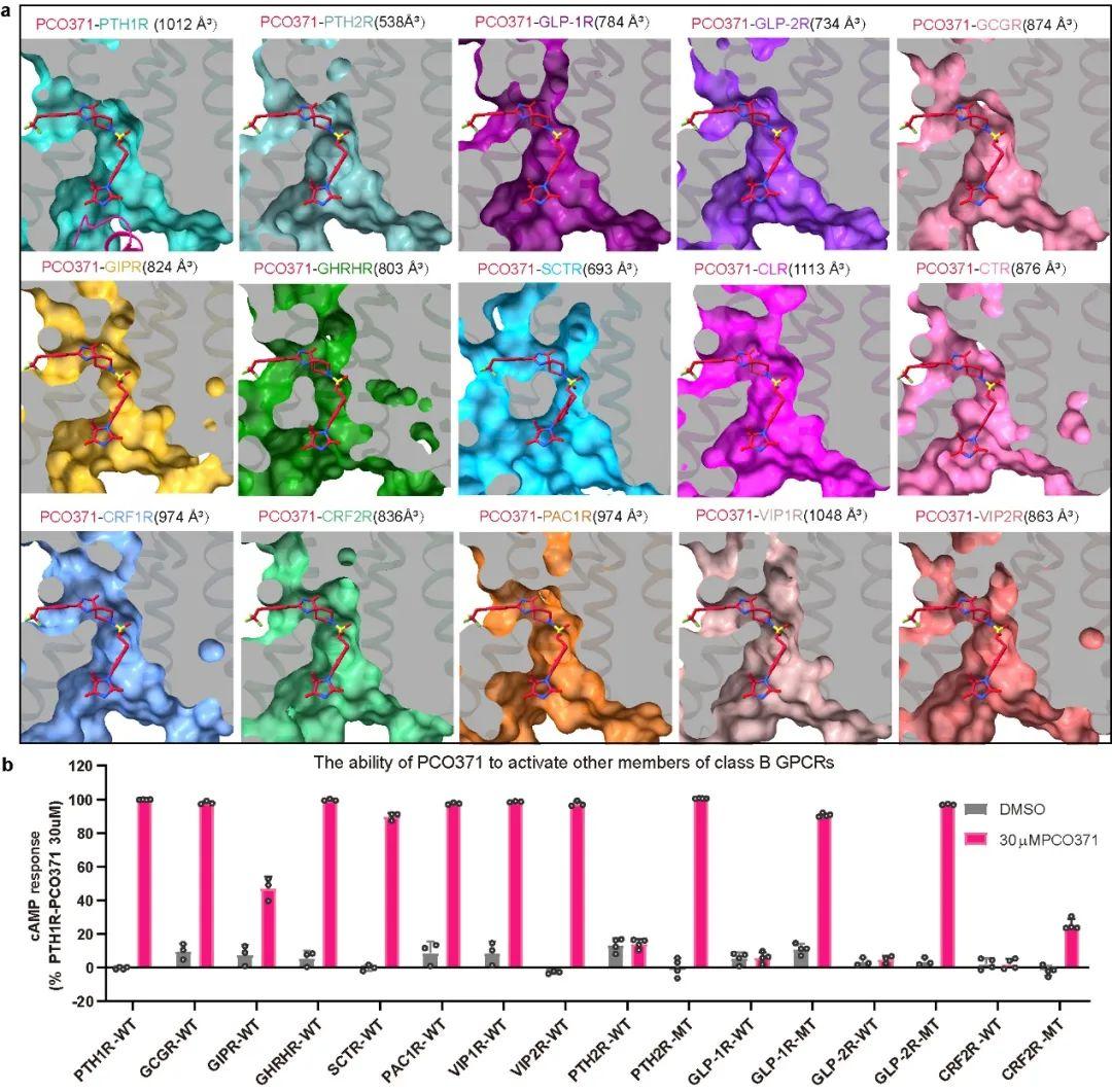 Nature | 上海药物所揭示B类GPCRs新型小分子药物靶点的偏向性激活机制 - 知乎
