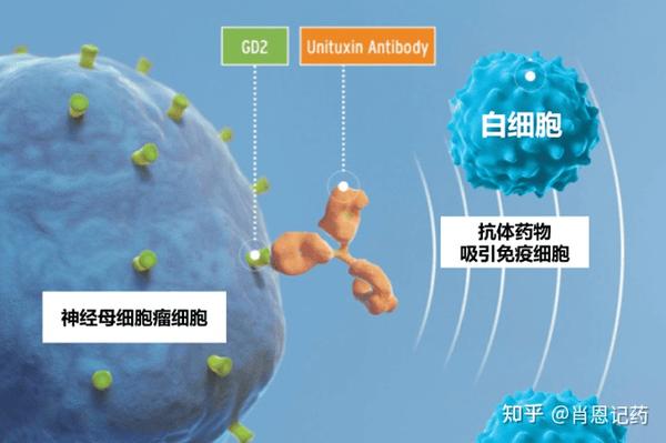 记住所有FDA生物药 | 靶向神经节苷脂GD2 | 达妥昔单抗β，那西妥单抗 | 神经母细胞瘤 - 知乎
