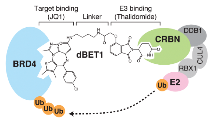CRBN配体的作用和最新进展 - 知乎