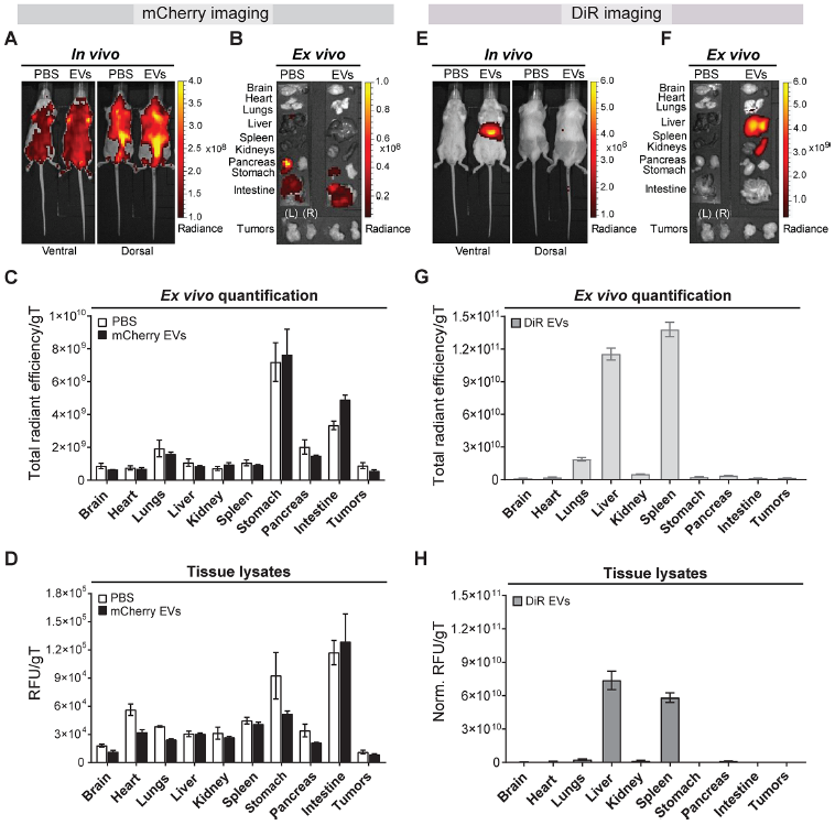IVIS活体成像应用聚焦——外泌体研究 - 知乎