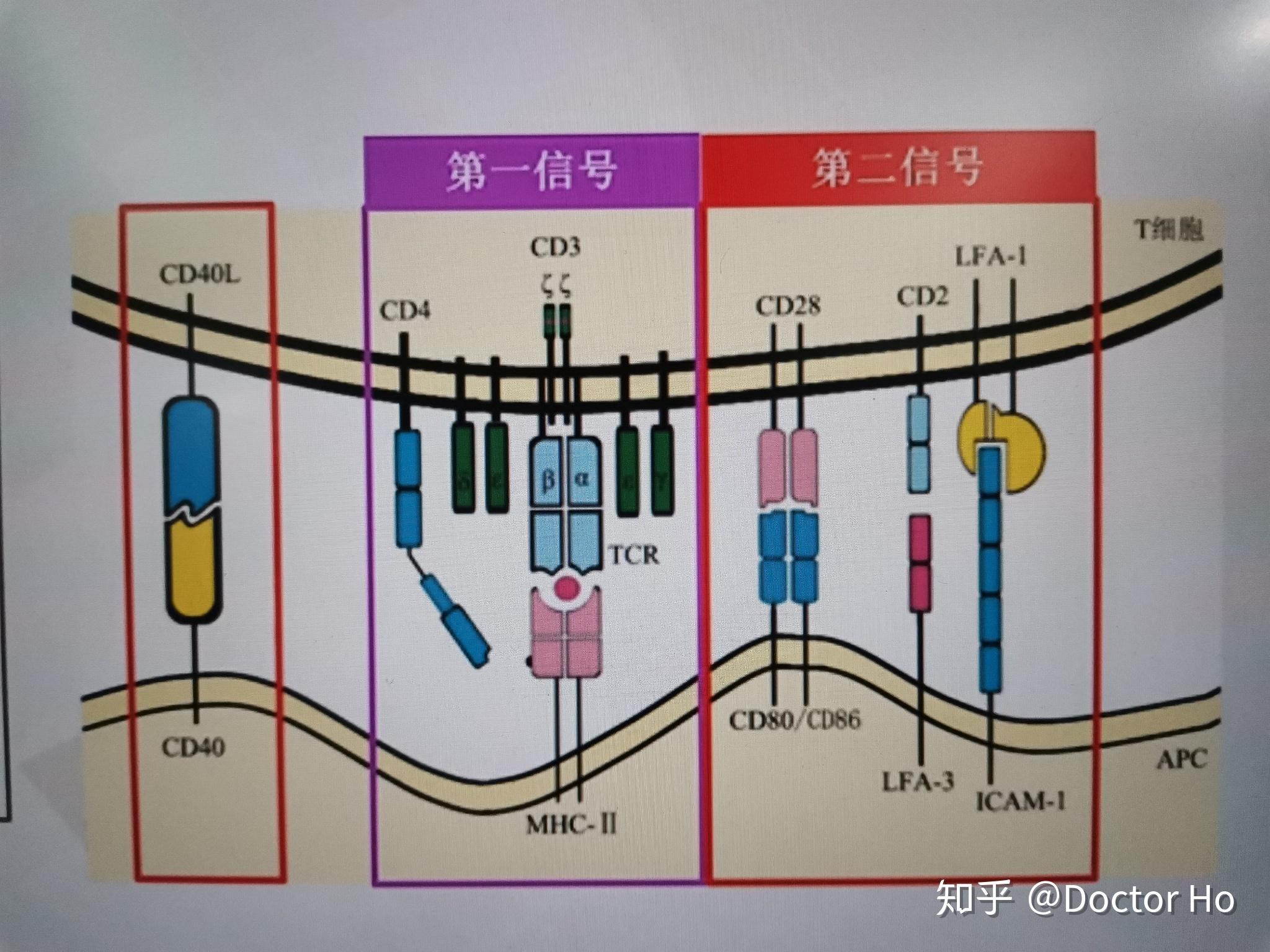 医学免疫学第七版 - 知乎