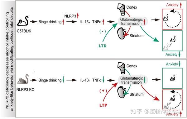 J Neuroinflammation︱南京医科大学马腾飞/周丽课题组揭示NLRP3通过调控皮质纹状体环路在酗酒及戒酒焦虑行为中的作用 - 知乎